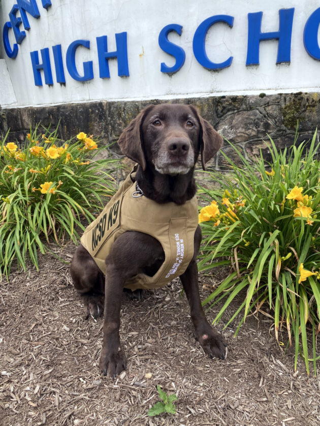 Keystone Central K9, Dutchess, receives donated body armor | News ...